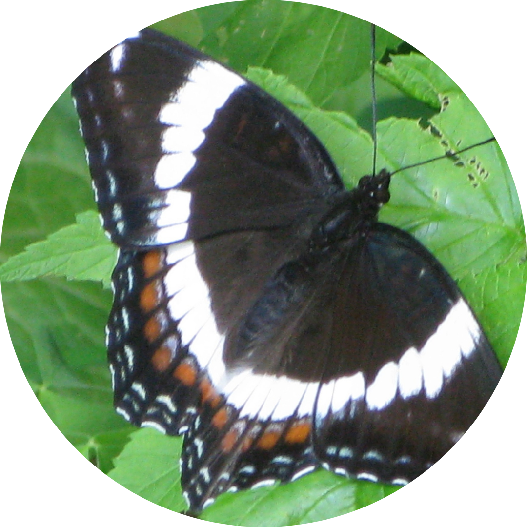 EMDR Therapy Image - Krista Verrastro - Drama Therapist